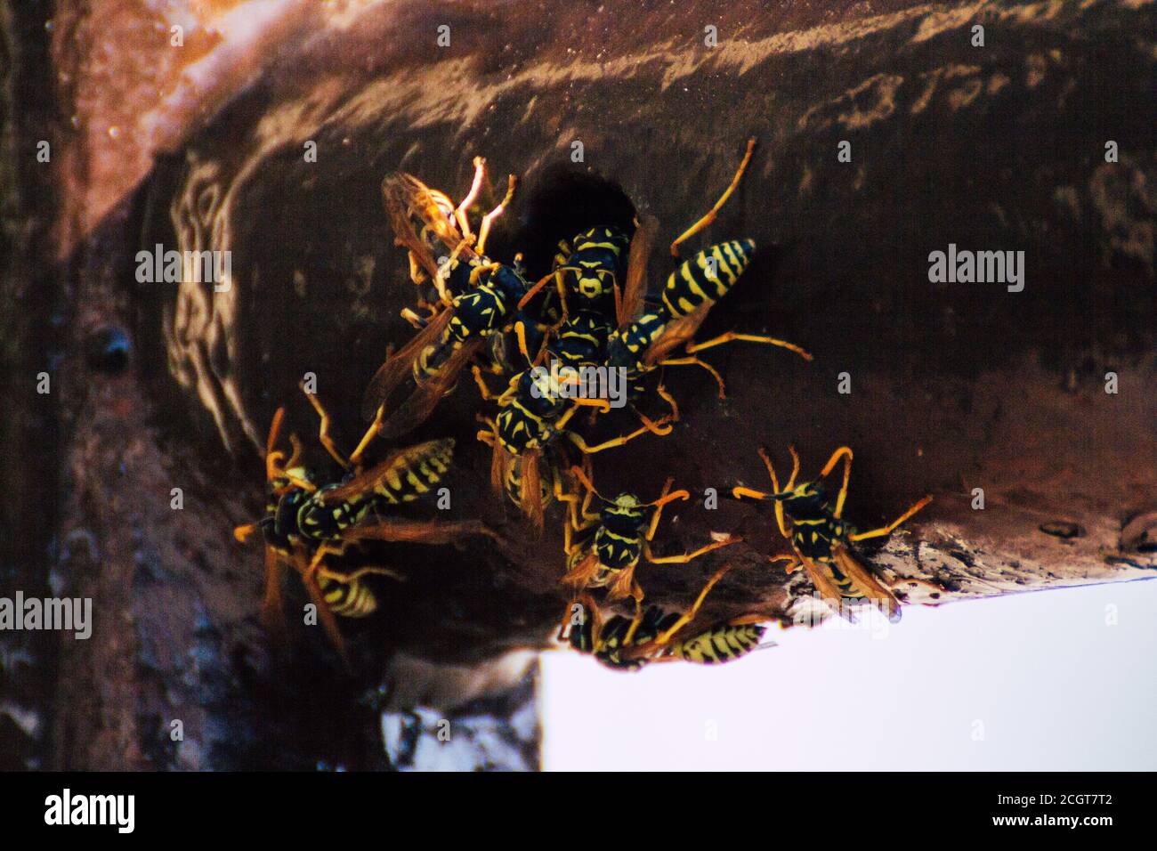 A group of wasp Stock Photo - Alamy