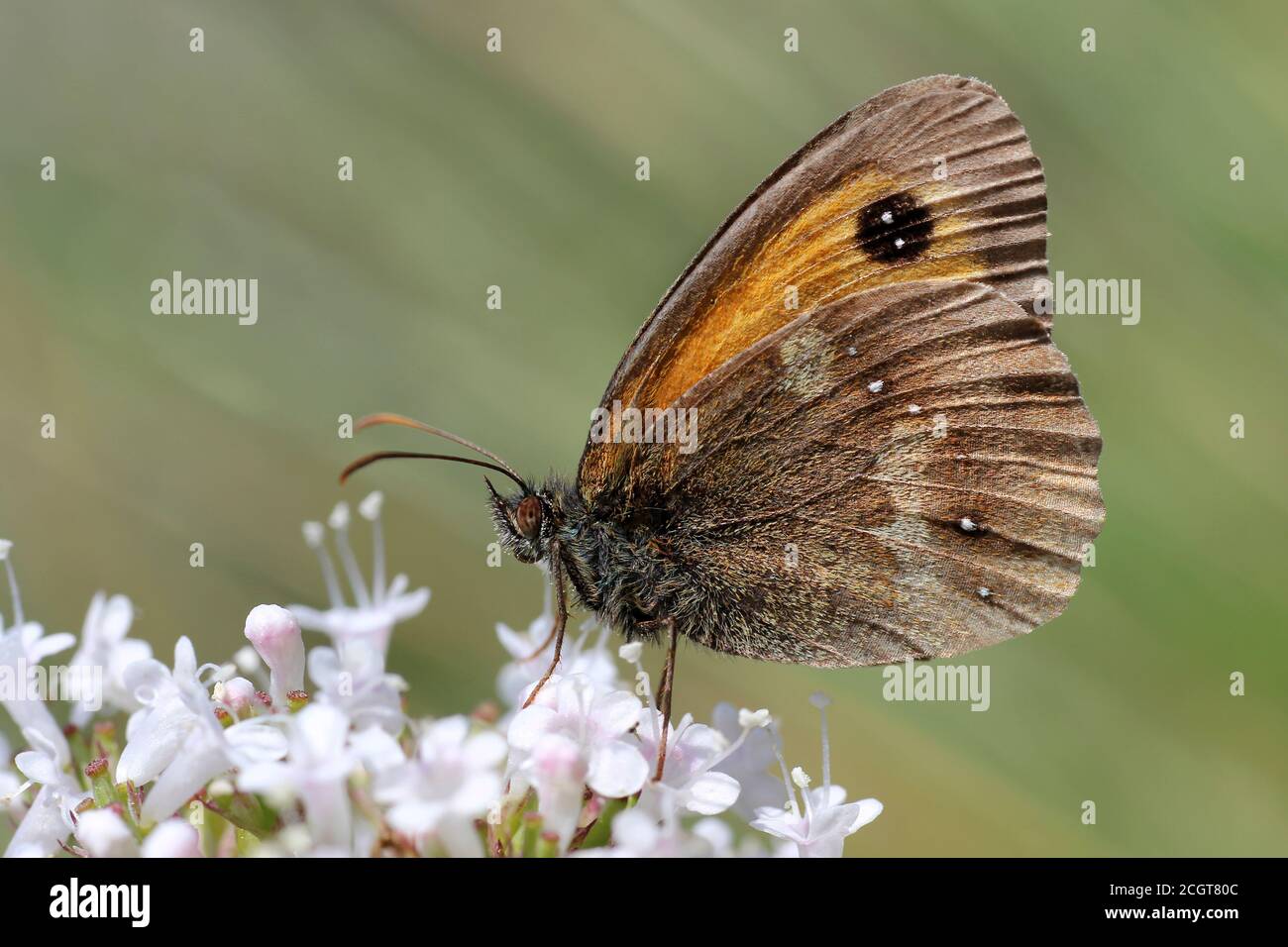 Gatekeeper Pyronia tithonus Stock Photo - Alamy