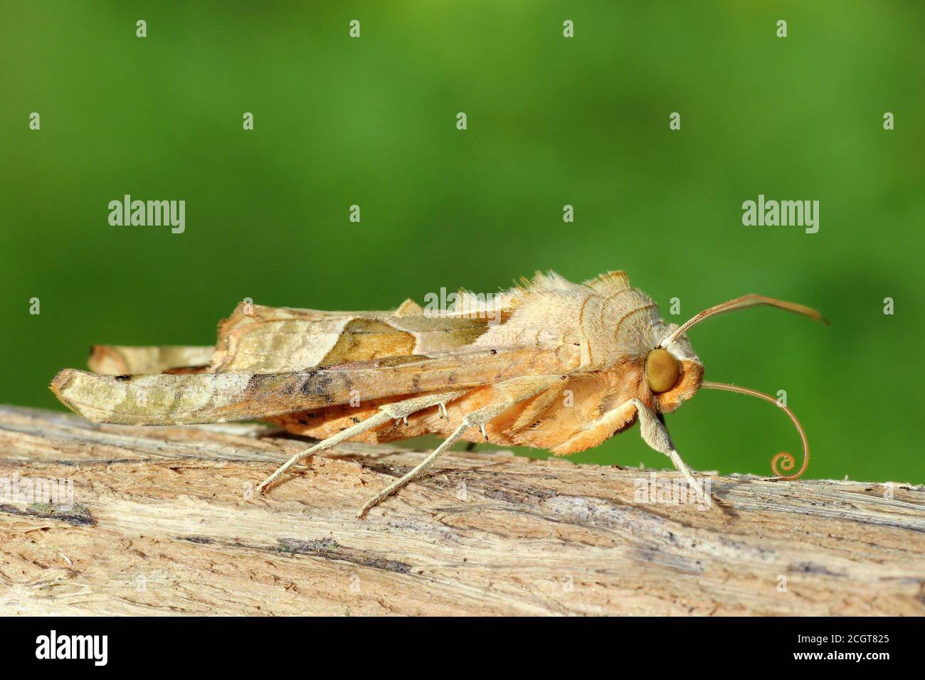 Angle shades moths hi-res stock photography and images - Alamy