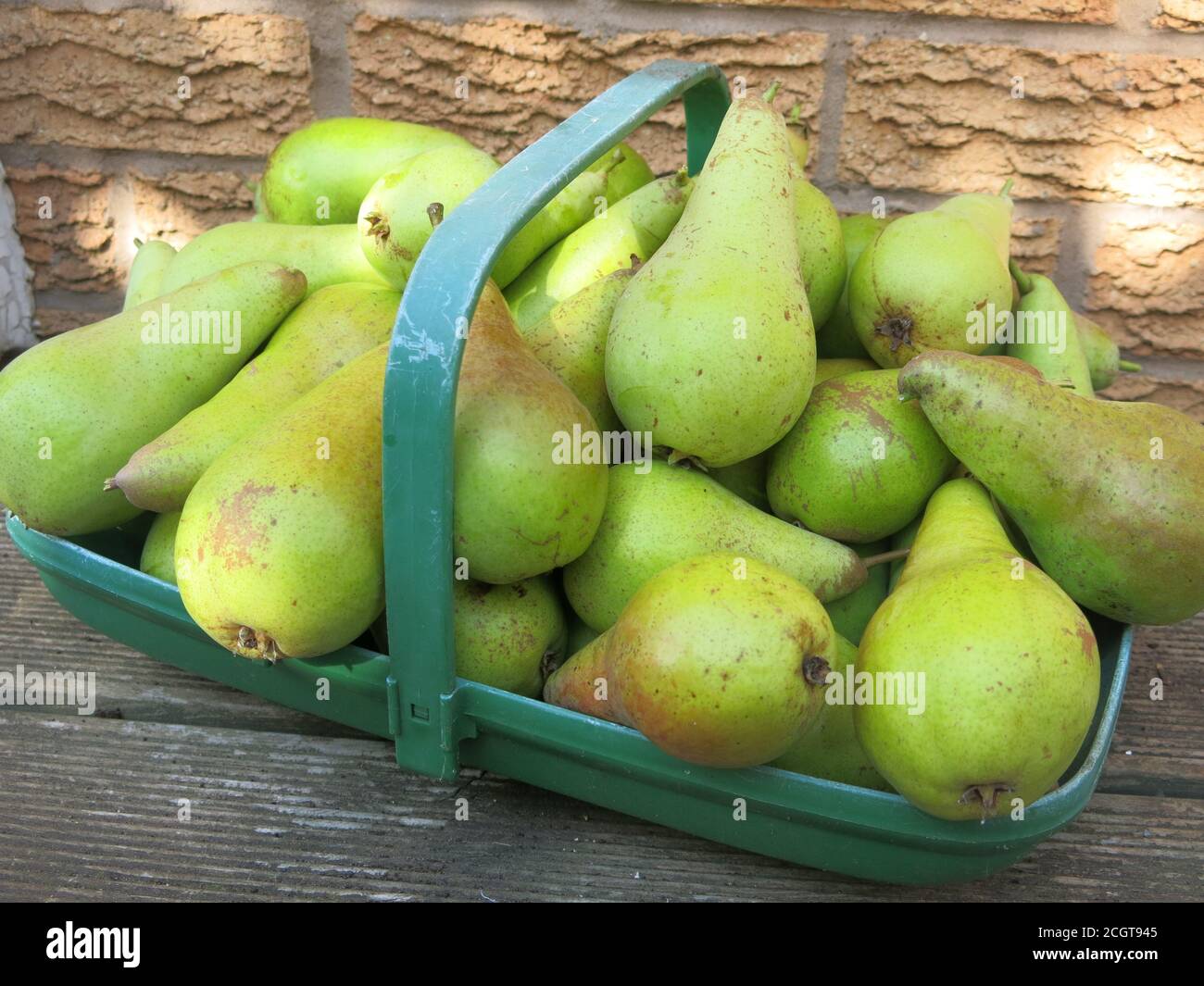 A trug of freshly picked, green pears of the concorde variety, the 2020 ...