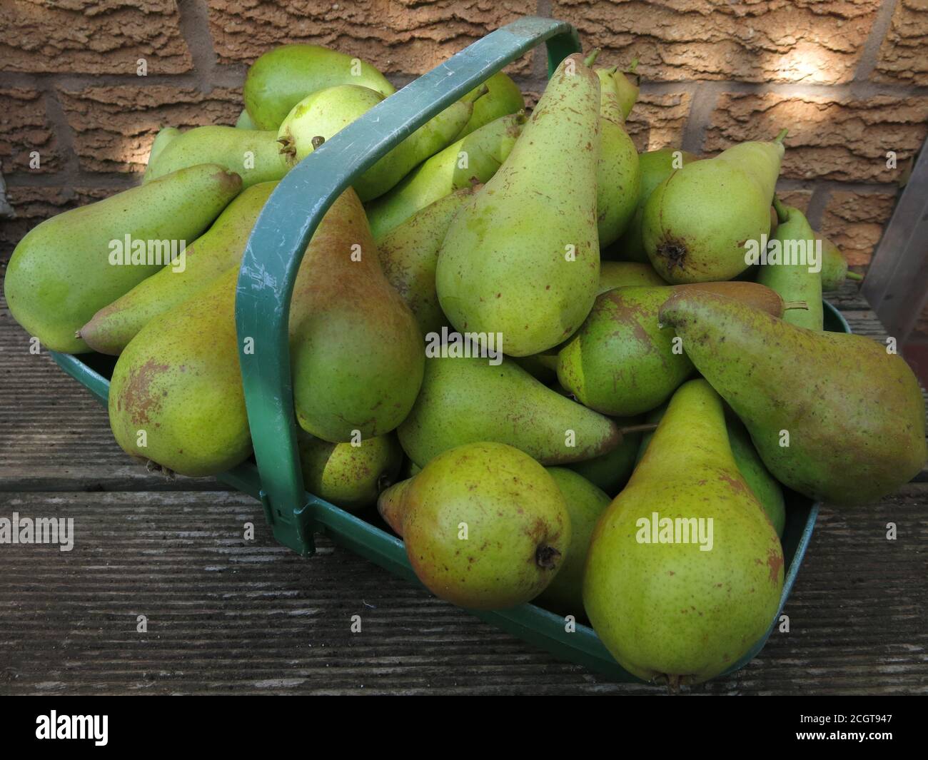 A garden trug of freshly picked concorde pears, a healthy crop for the 2020 harvest in an ...