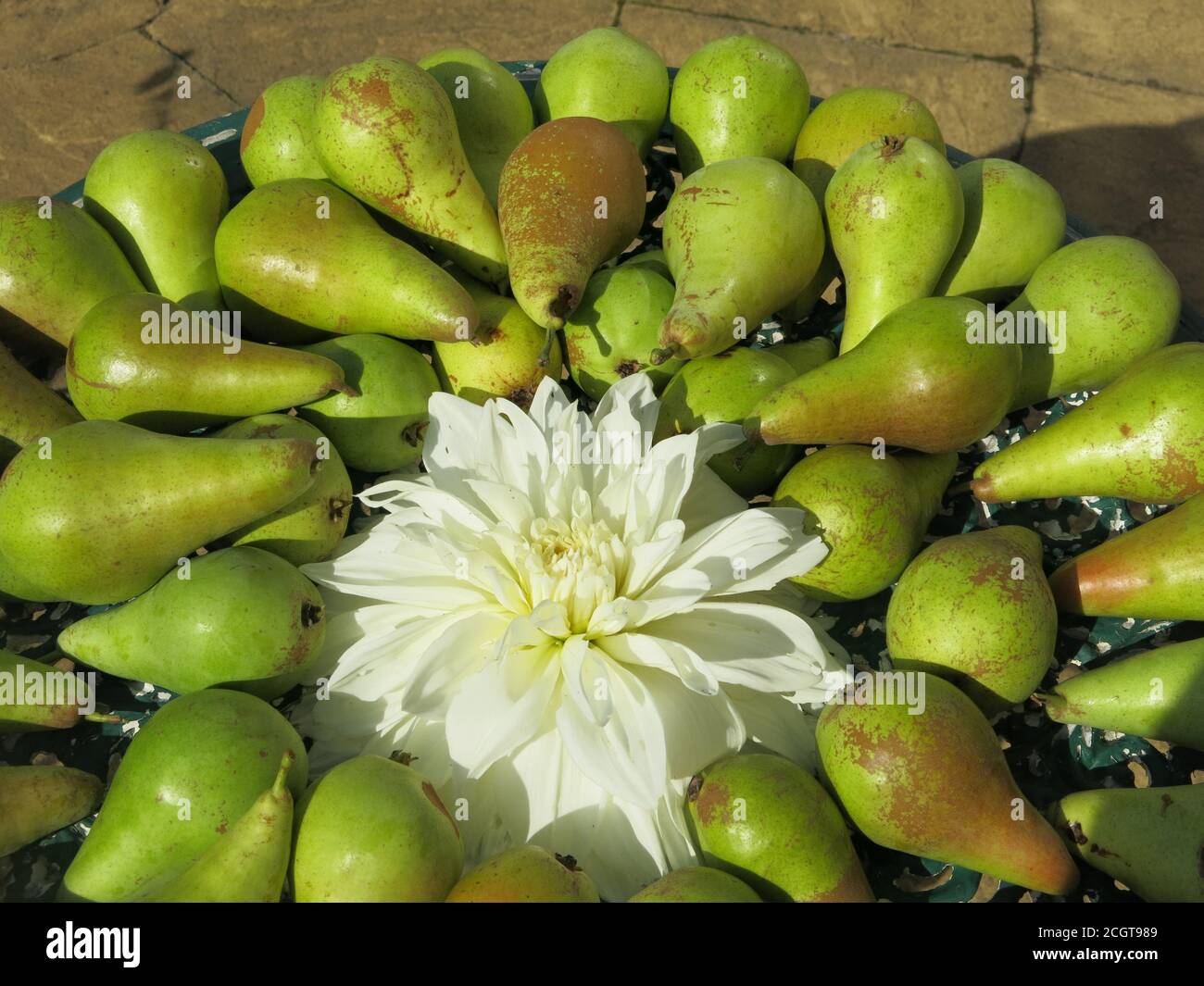 A circular display of green concorde pears around a white dahlia flower ...
