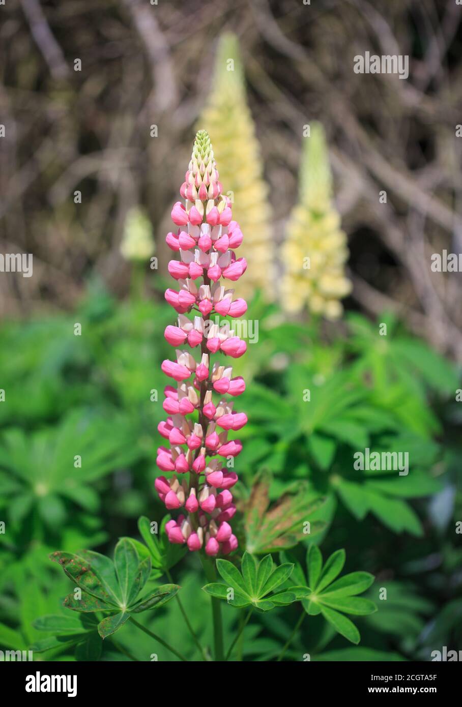 Upright Pink Lupin (Lupinus) in full bloom with a blurred yellow lupin ...