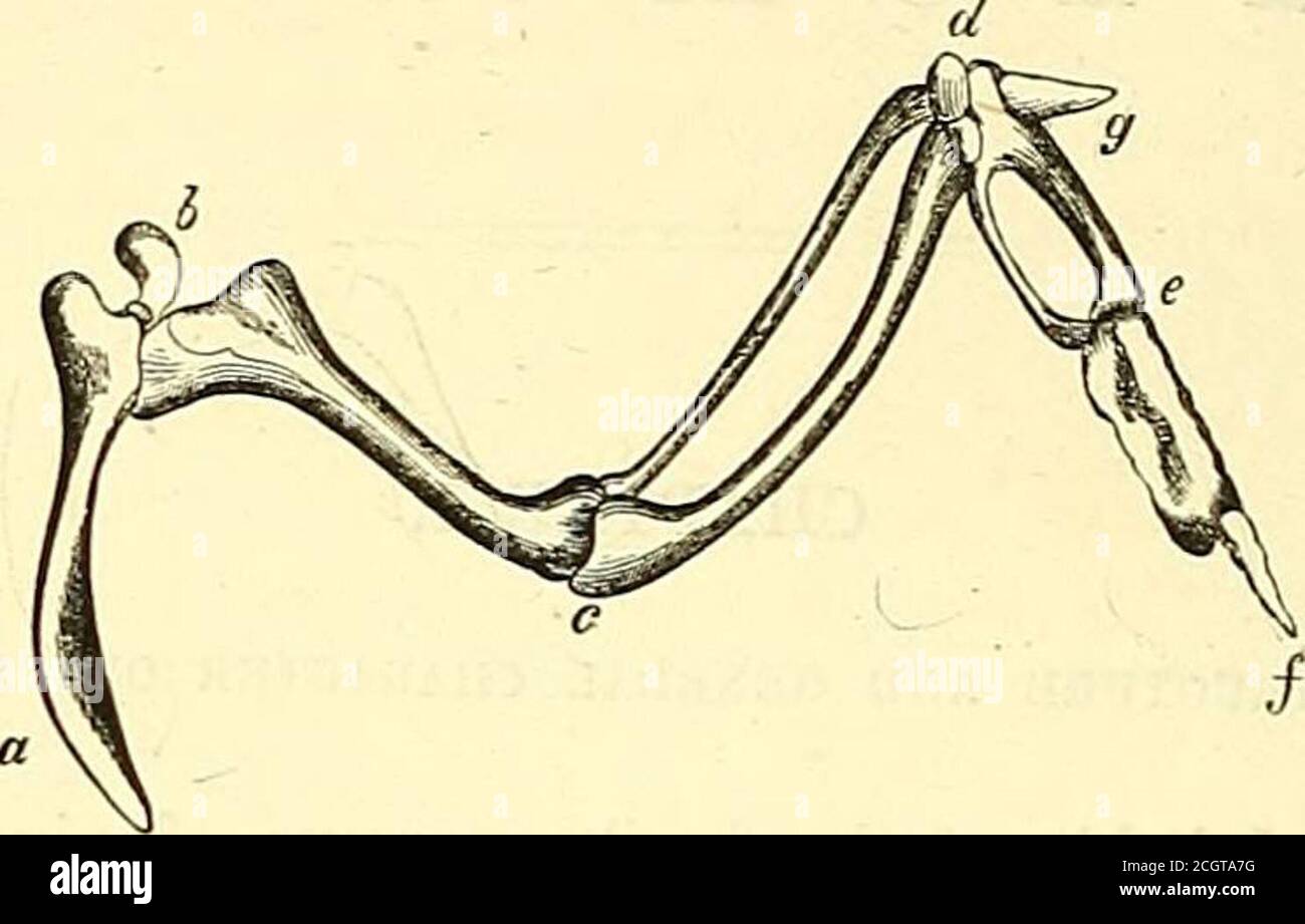 . Pigeons: their structure, varieties, habits, and management . ze, the ...