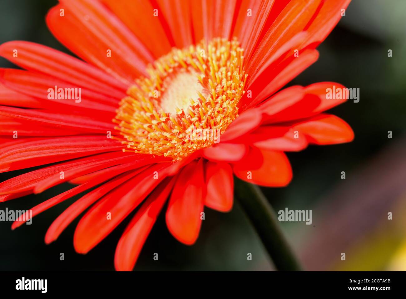 Gerbera in detail hi-res stock photography and images - Alamy
