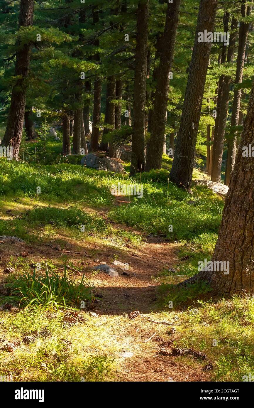 Footpath between trees hi-res stock photography and images - Alamy