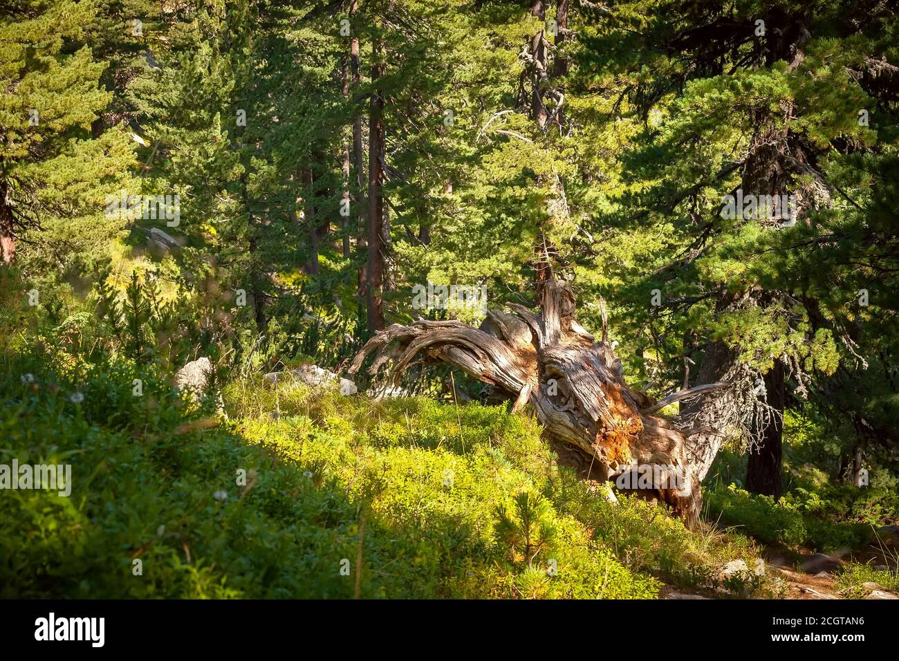 Magic old tree trunk lying in green summer forest, nature background ...