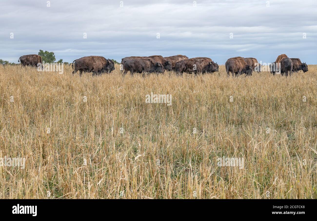 Bison (Buffalo) on the Alberta prairies Stock Photo - Alamy