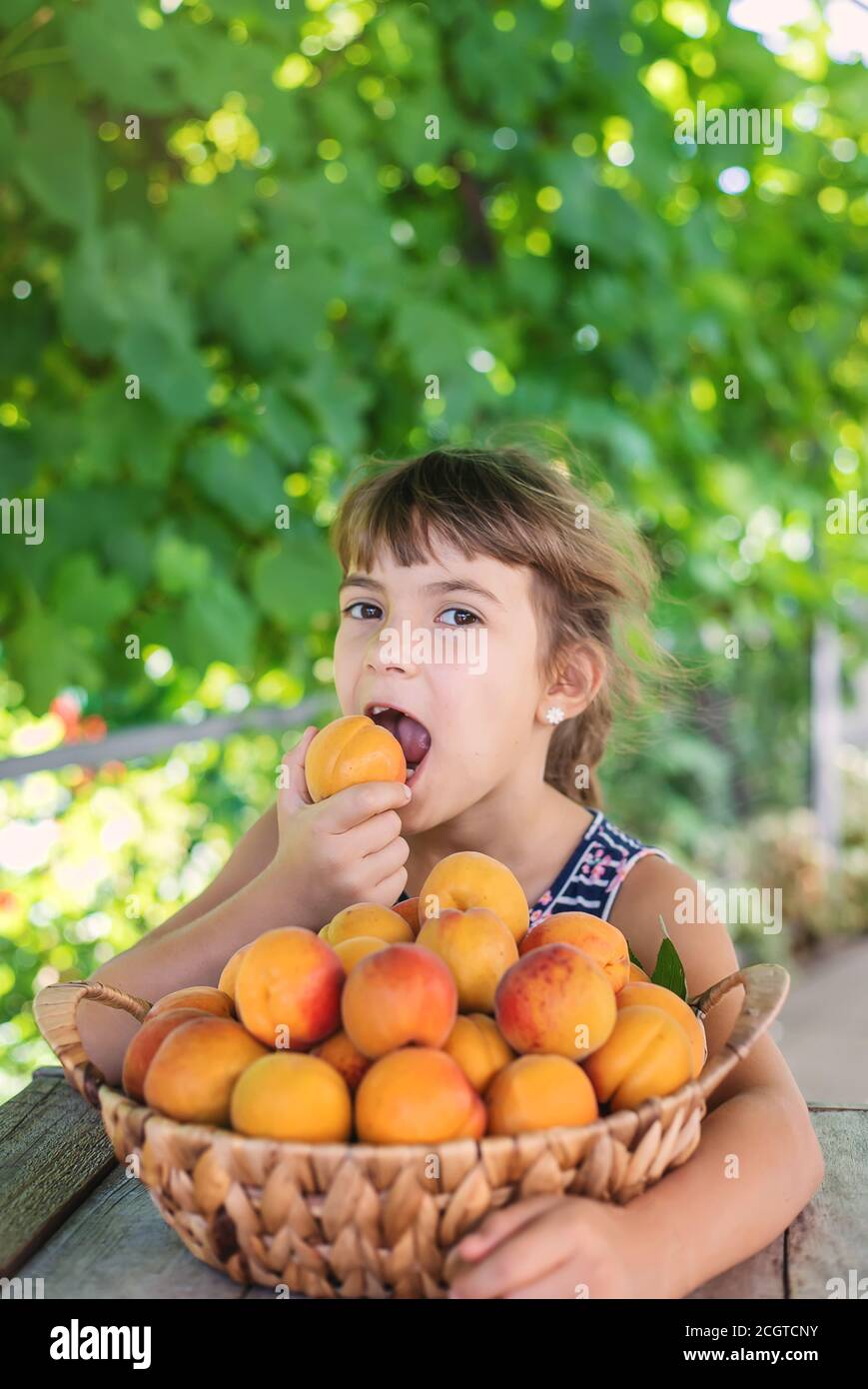 Child with apricots gardener harvest. Selective focus Stock Photo - Alamy