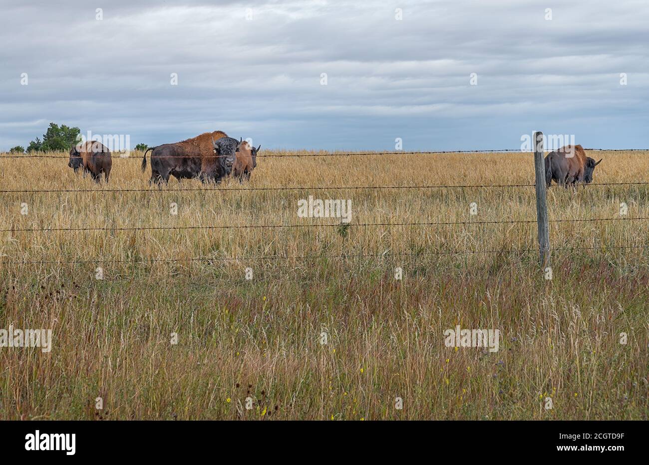 Buffalo ranching hi-res stock photography and images - Alamy
