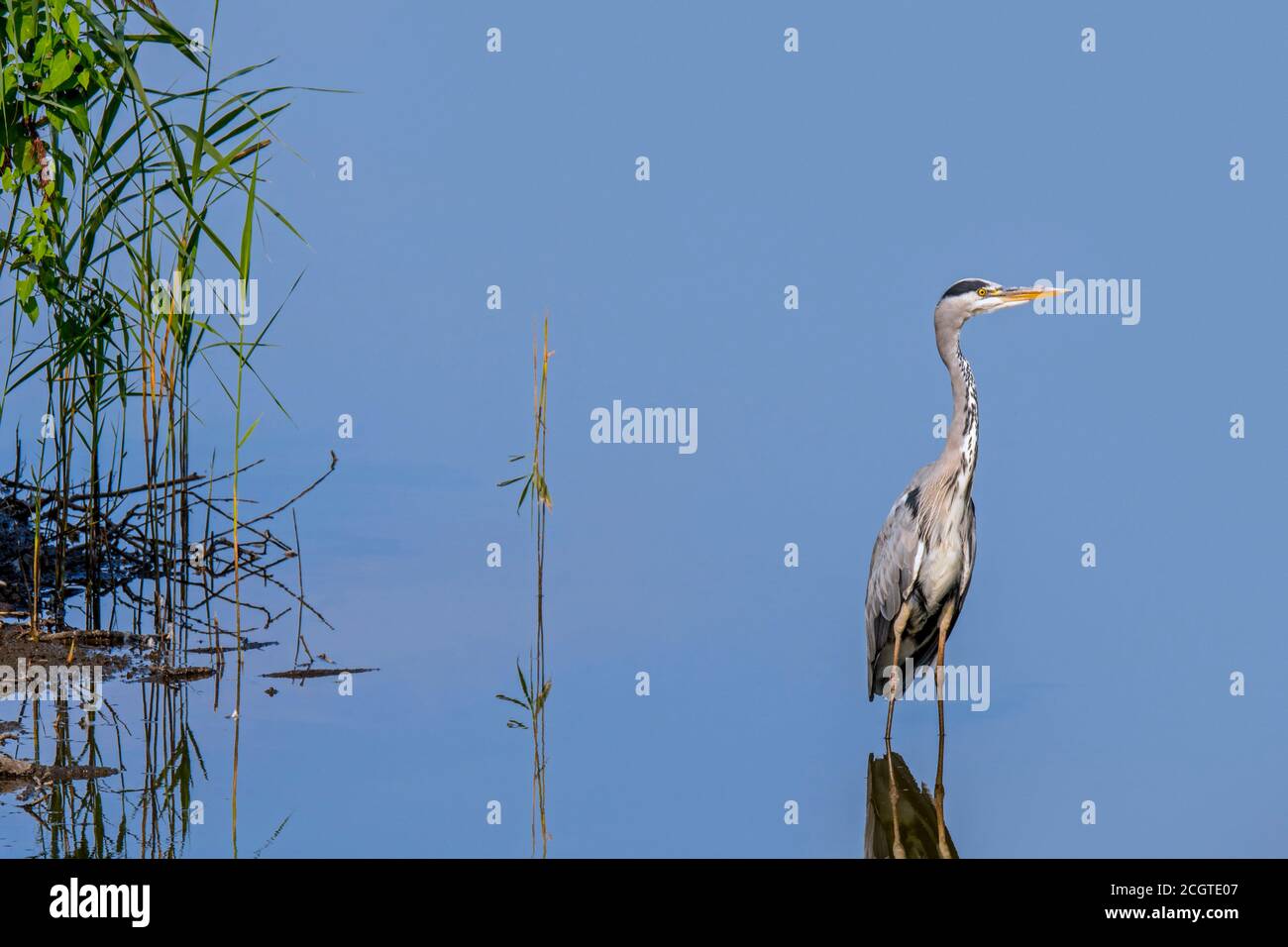 Heron standing in shallow water hi-res stock photography and images - Alamy