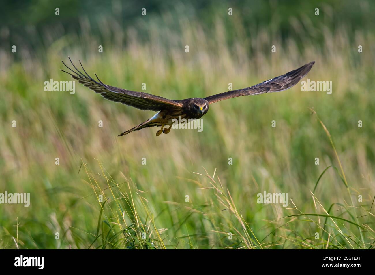Female Northern Harrier soaring over marsh hunting for a meal Stock ...