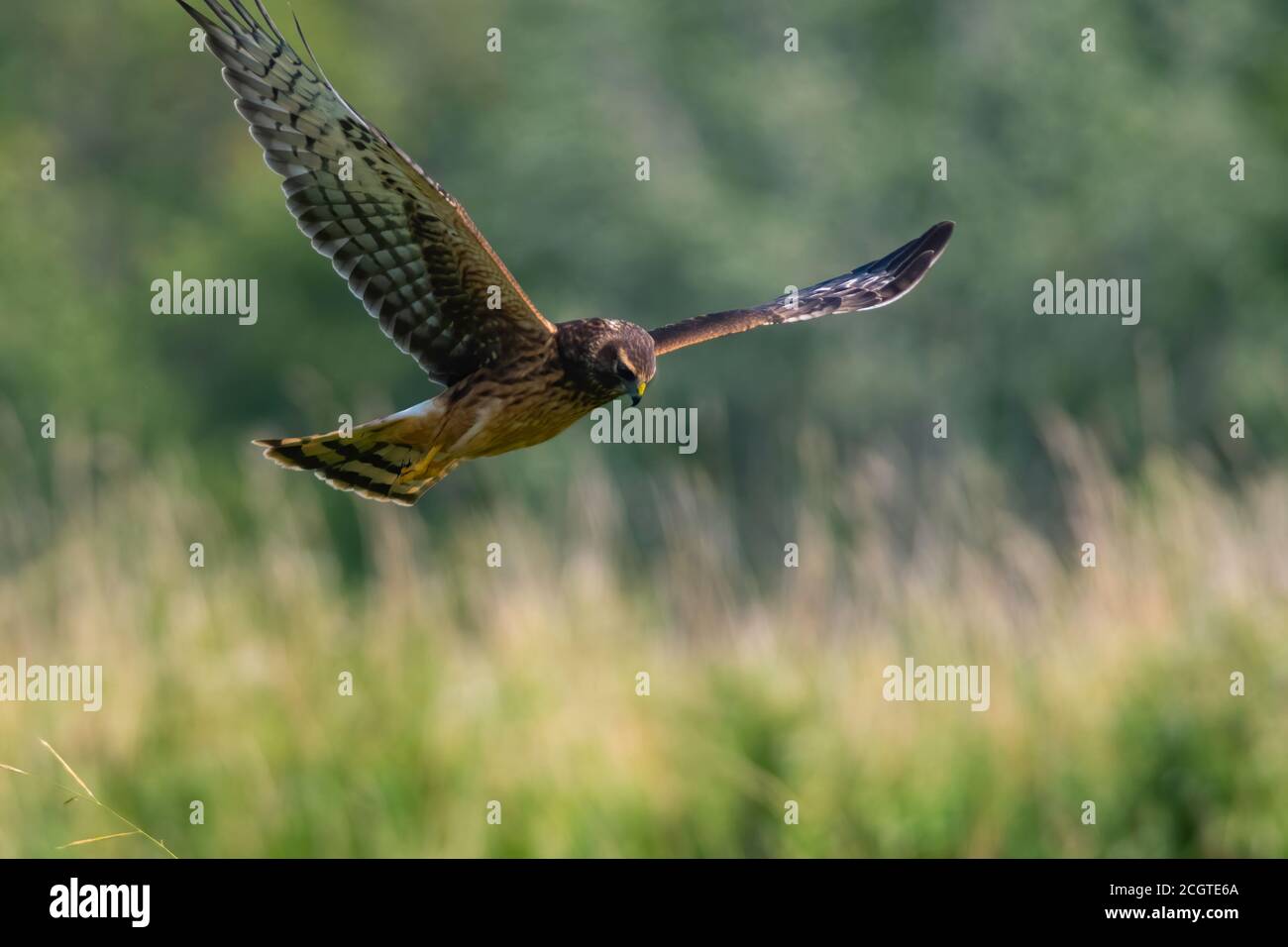 Female northern harrier hi-res stock photography and images - Alamy