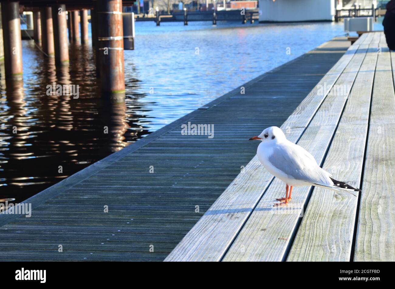 a seagul in amsterdam Stock Photo - Alamy