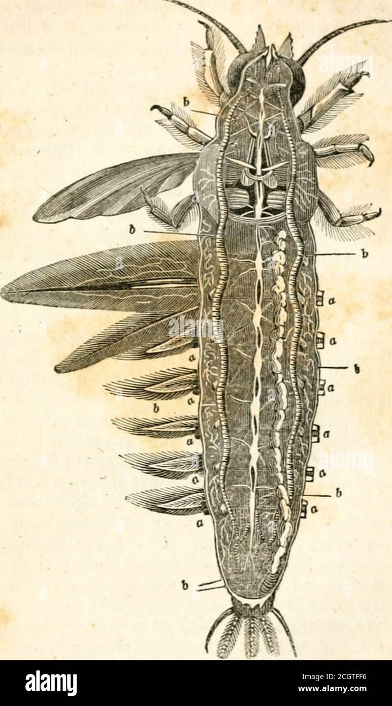 . Insect transformations . digested food, supplying it with oxygen for ...