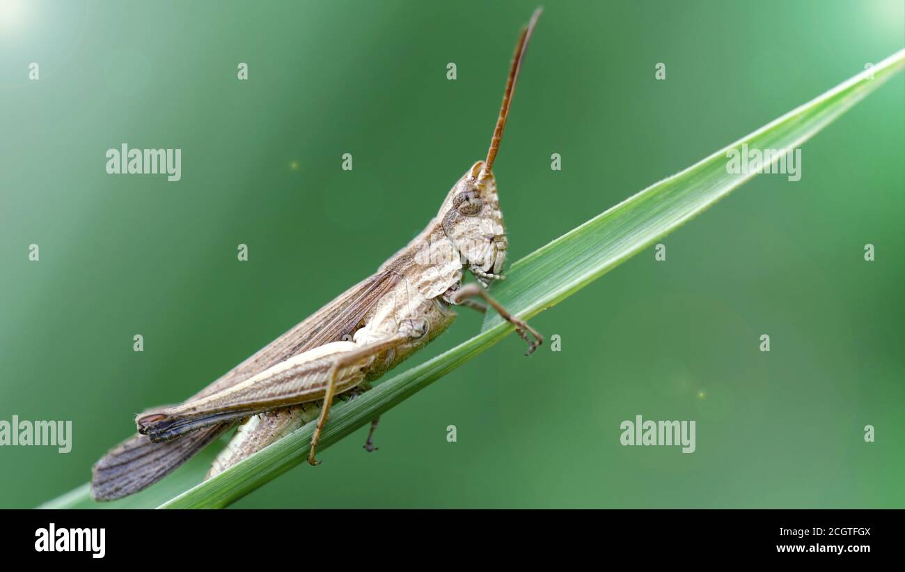 brown grasshopper on a leaf, macro photo of this cute orthoptera insect ...