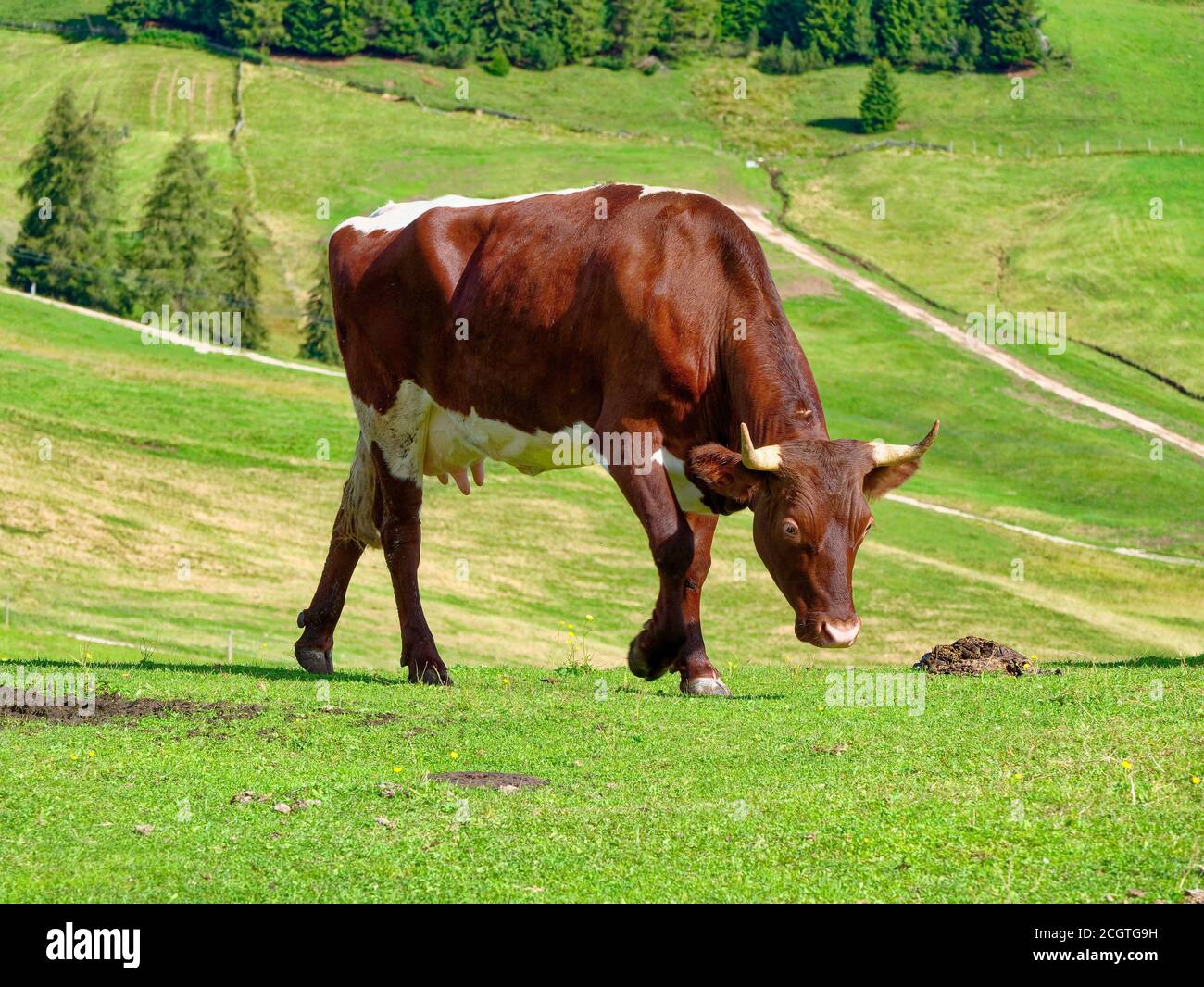 cow eating grass grazing mountain summer meadow Stock Photo - Alamy