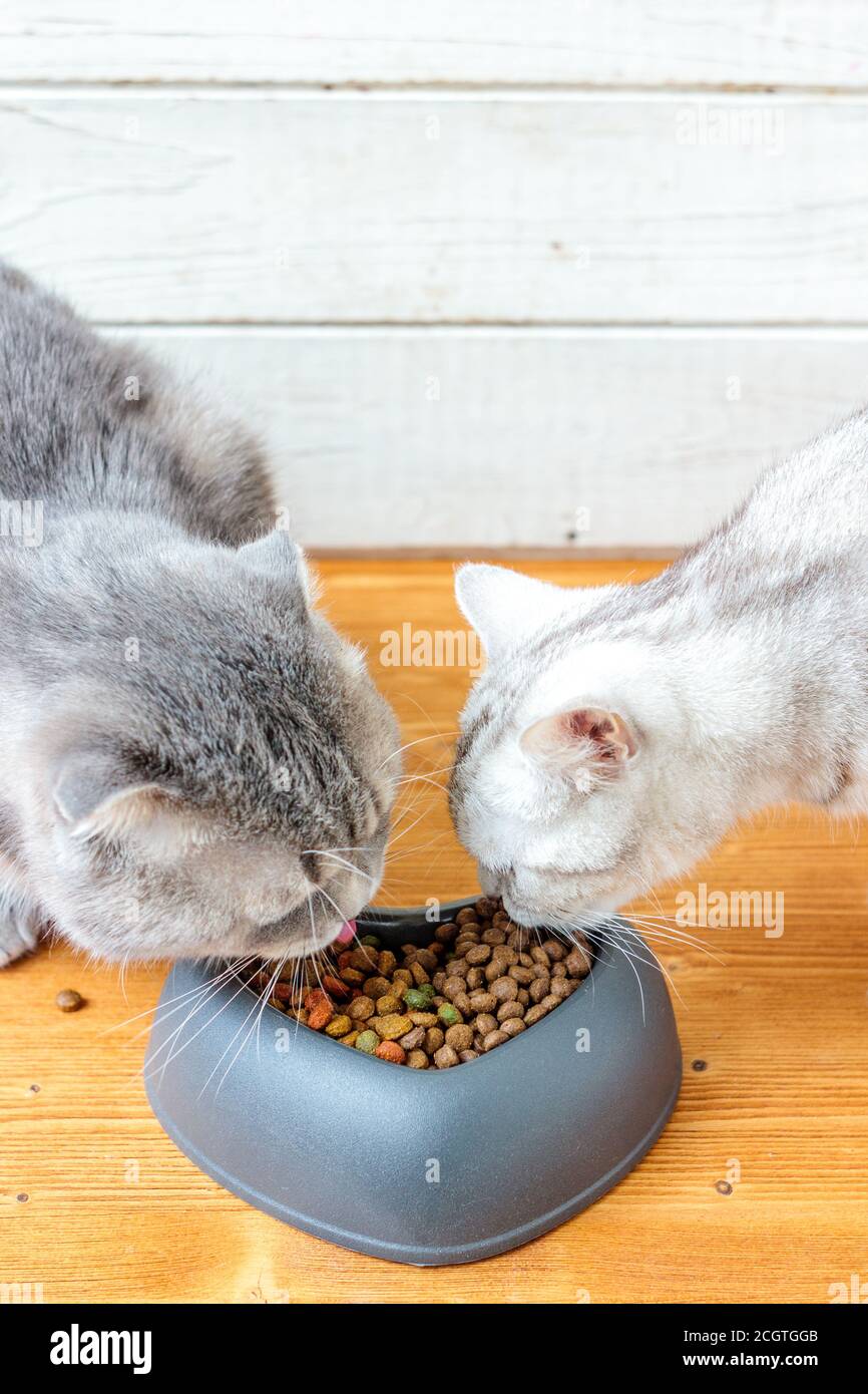 Two cats eating food from pet bawl in shape of heart Stock Photo - Alamy
