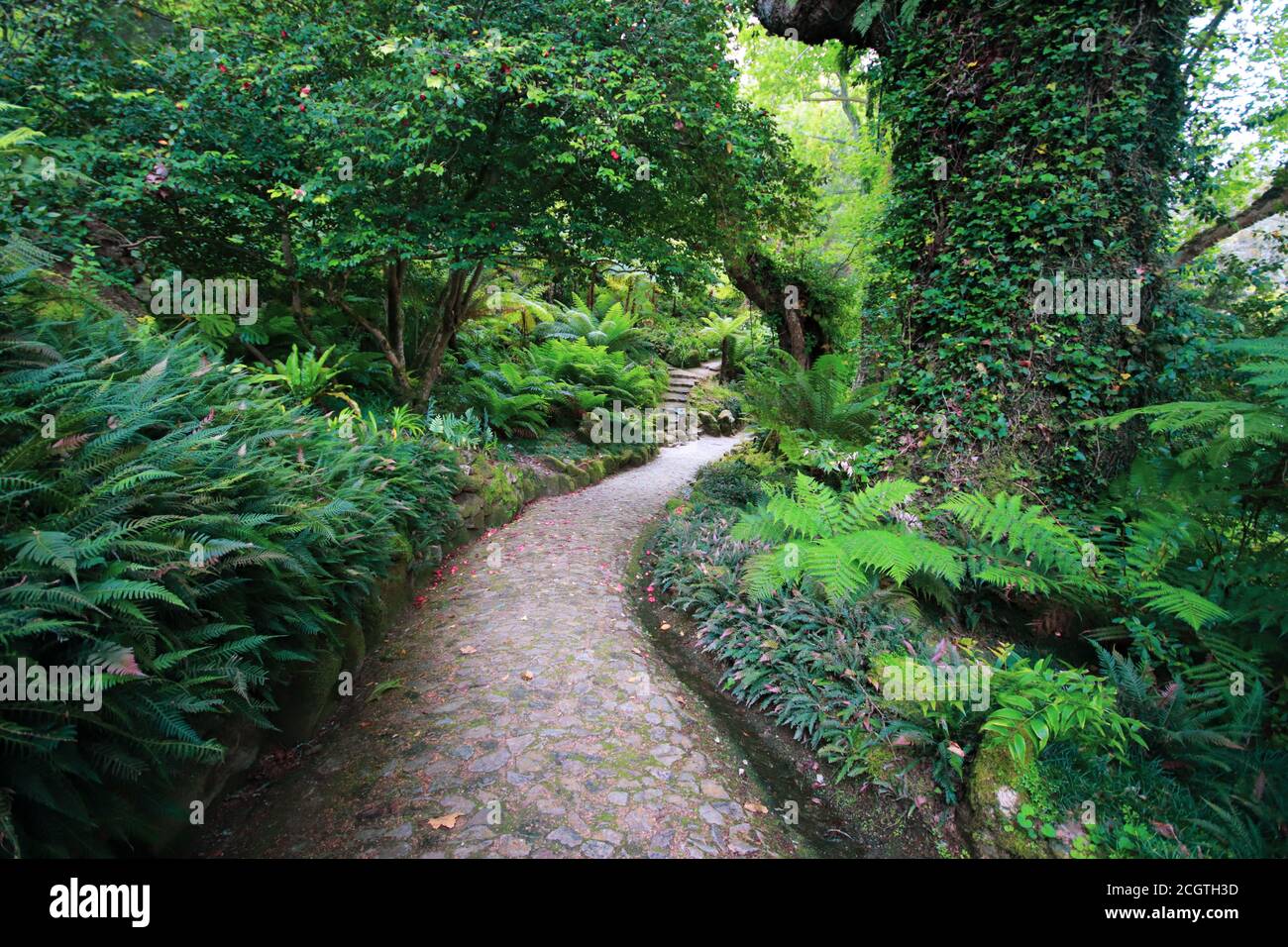 Amazing path surrounded by vegetation in a forest. Magical florest ...