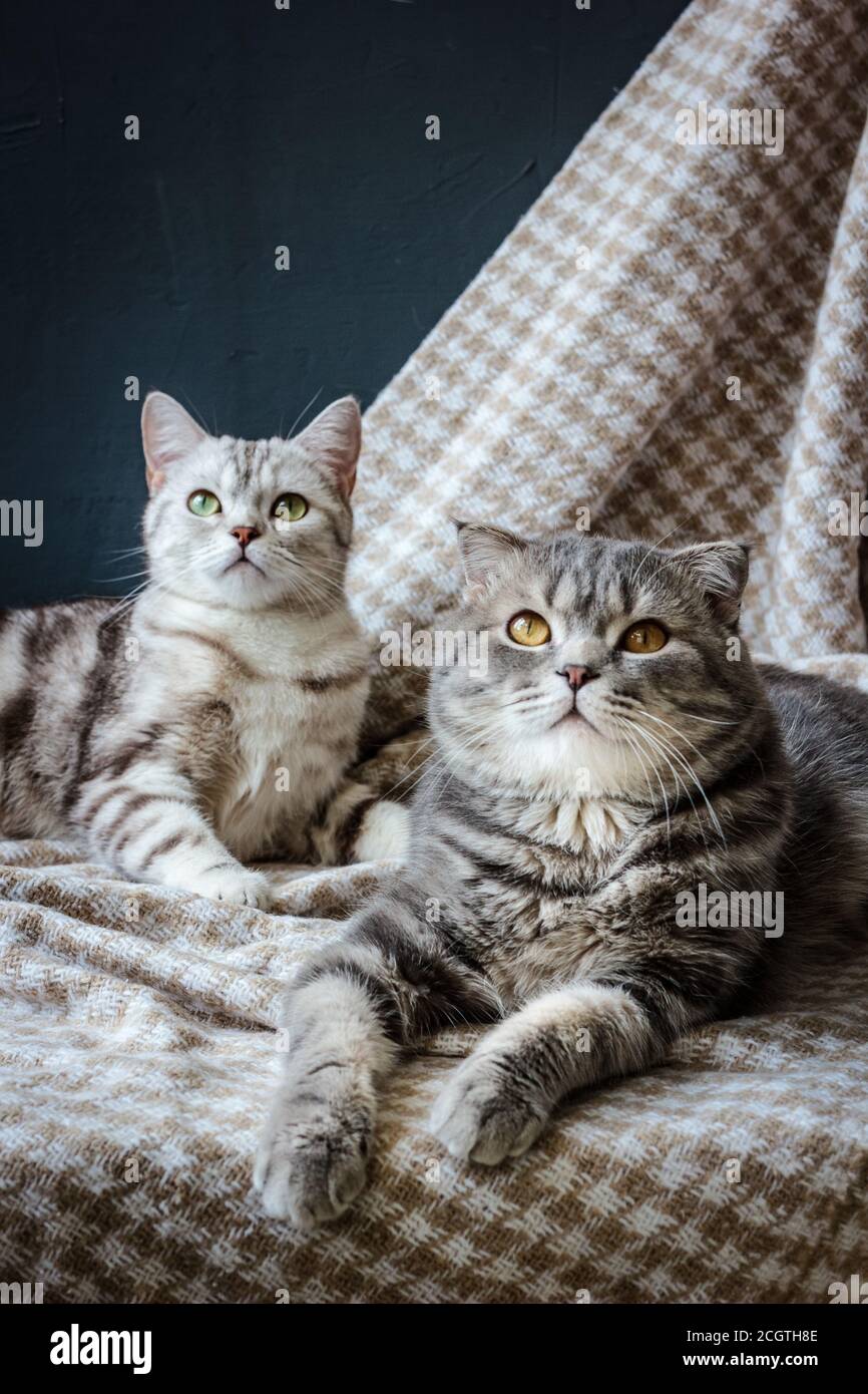 two cats laying on the fabric material Stock Photo - Alamy