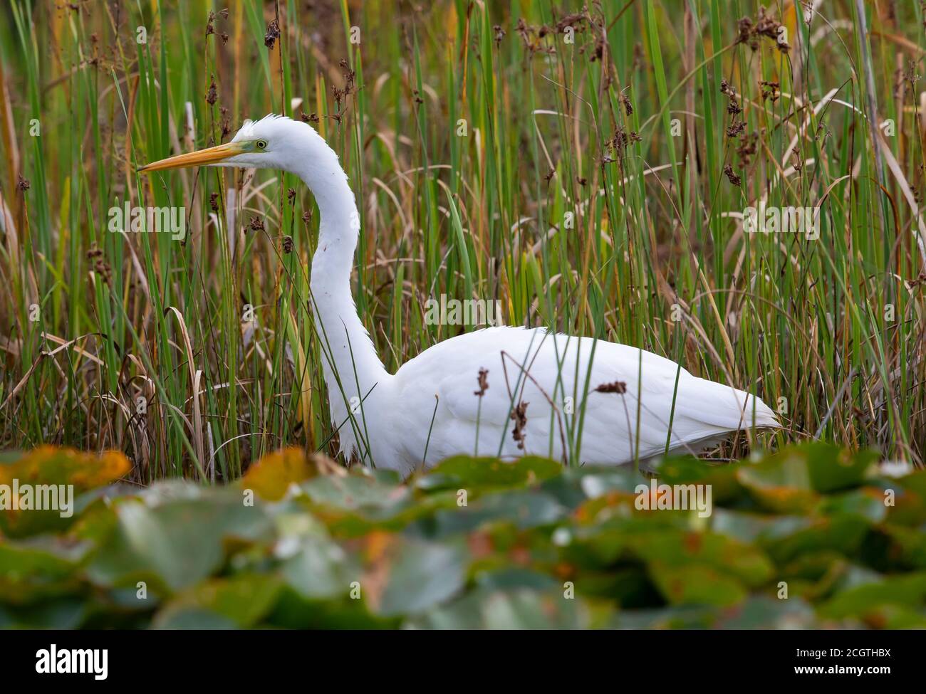 Great White Egret a rare bird in the UK giving great views in a village ...