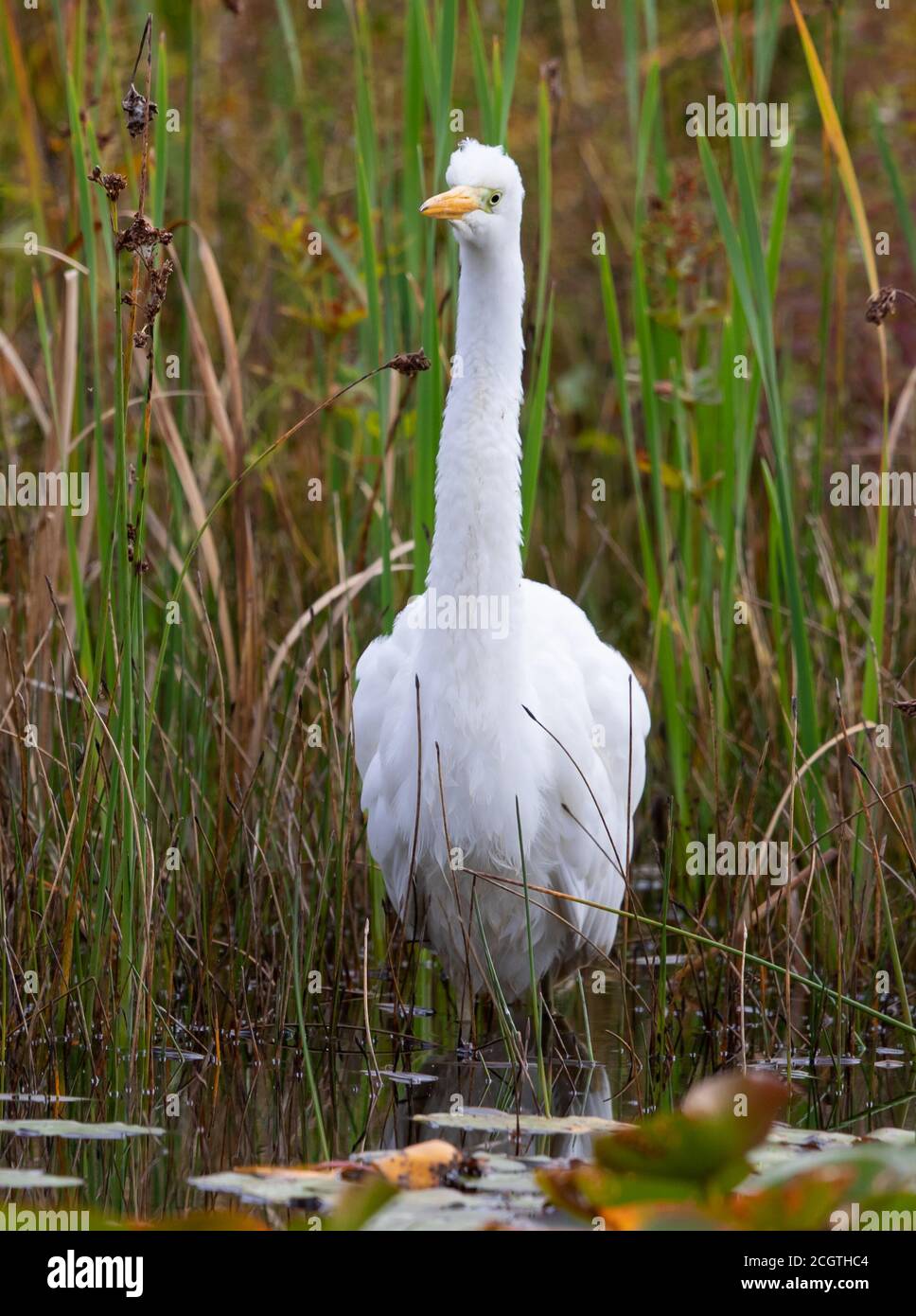 Great White Egret a rare bird in the UK giving great views in a village ...