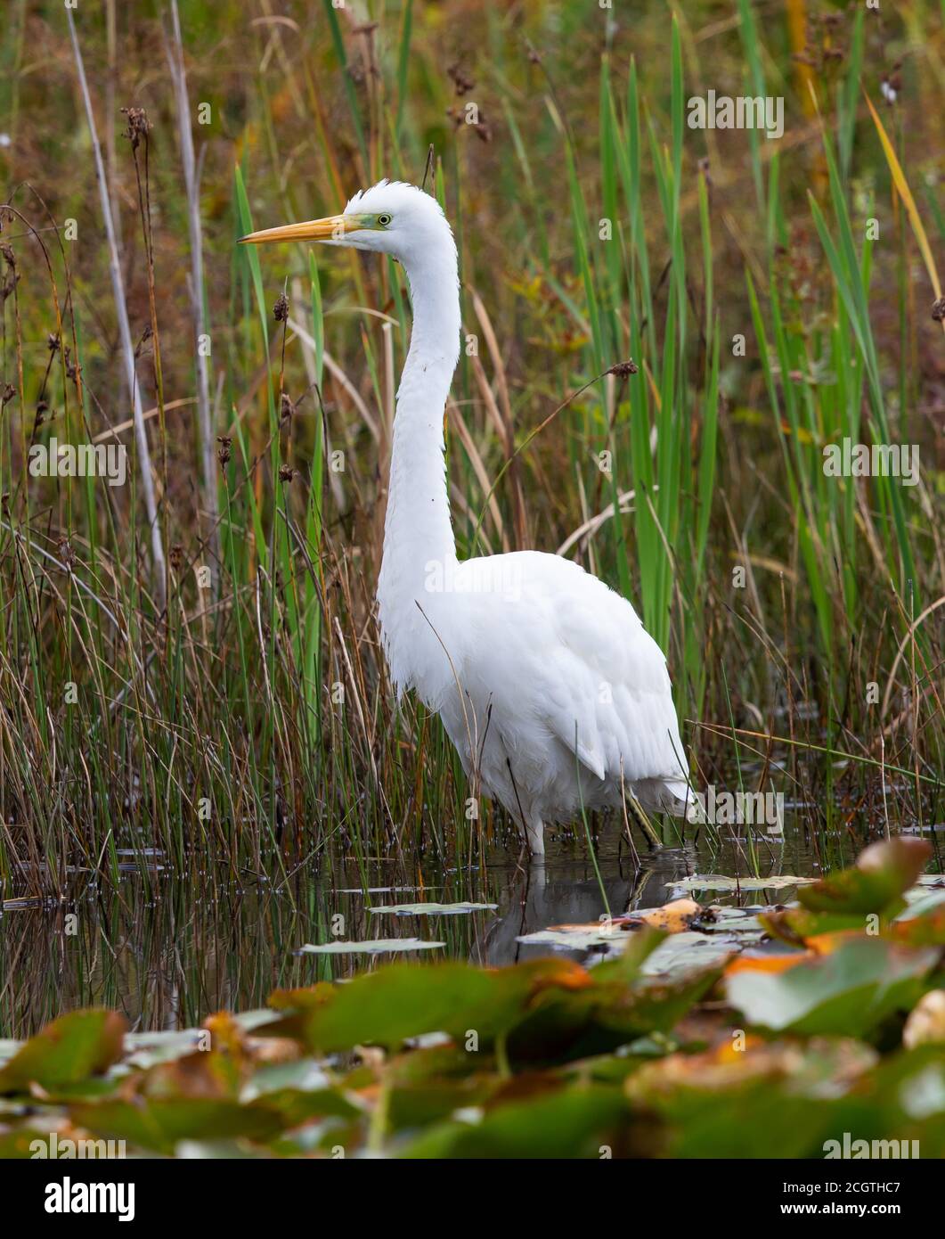 Rare great white egret ardea hi-res stock photography and images - Alamy