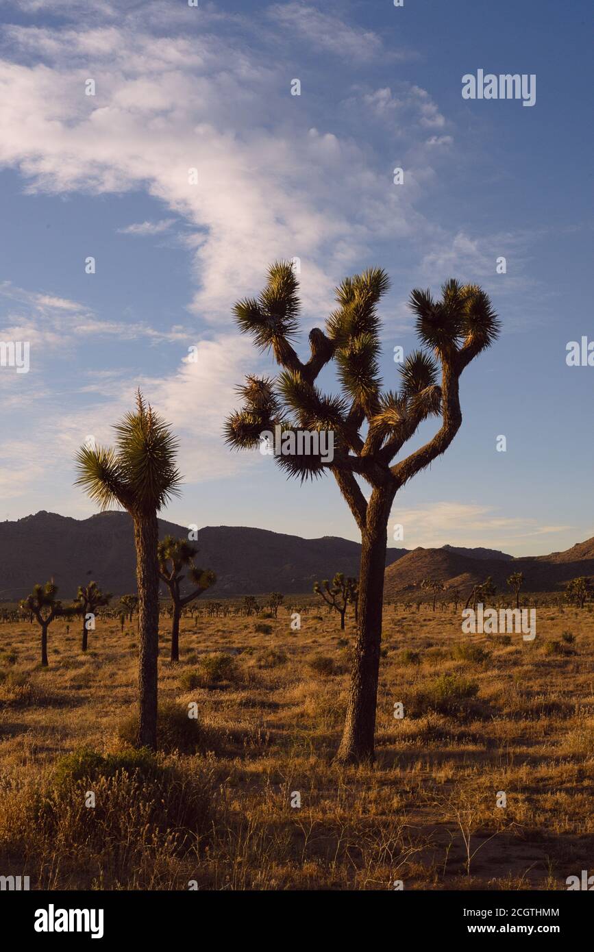 Joshua trees in the evening sun at Joshua Tree National PArk, in the ...