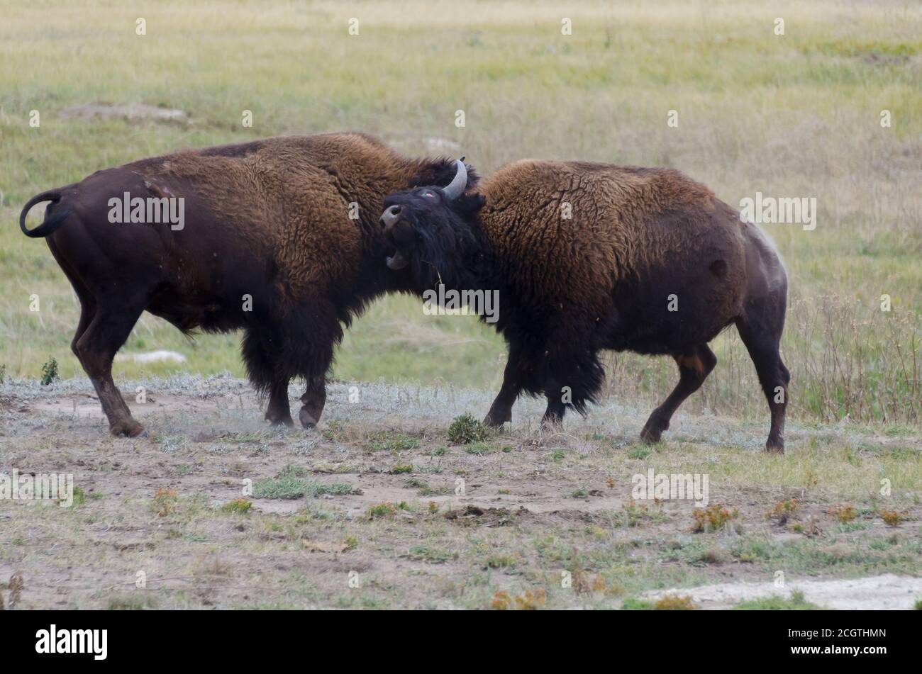 Fighting bison hi-res stock photography and images - Alamy