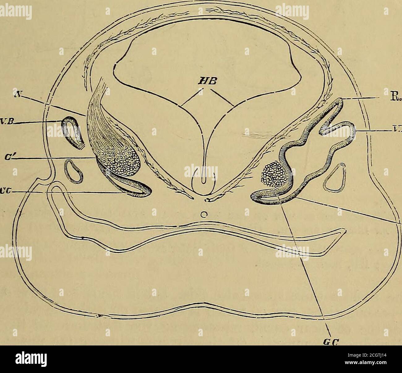 Bird anatomy diagrams hi-res stock photography and images - Alamy