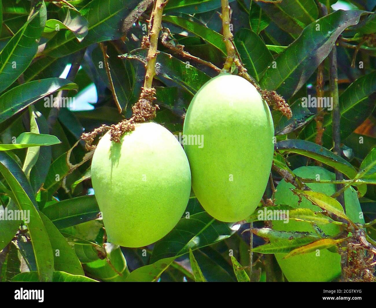 Manguier hi-res stock photography and images - Alamy