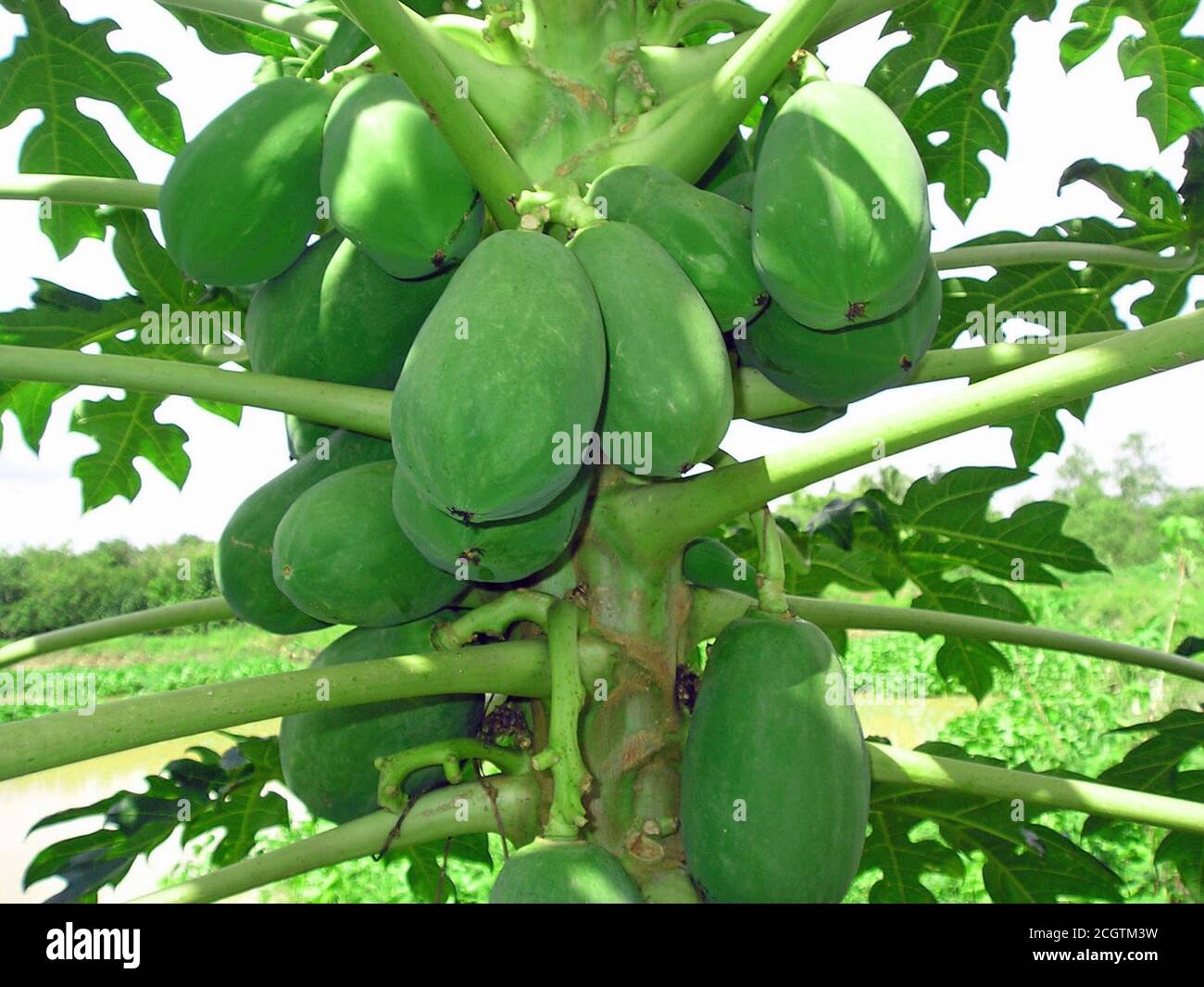 Papayer hi-res stock photography and images - Alamy