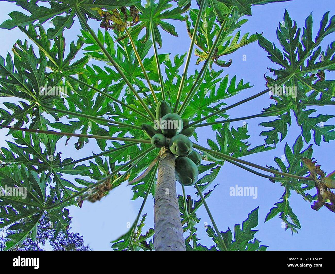 Papayer hi-res stock photography and images - Alamy