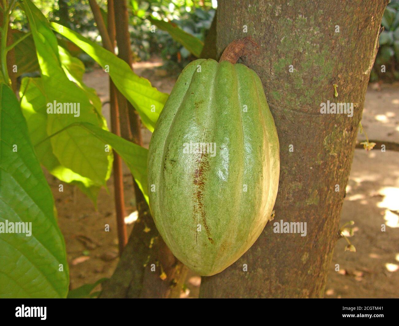 Cabosse de cacao hi-res stock photography and images - Alamy