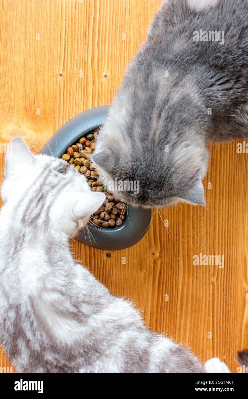 Cats eating from bowl top view hi-res stock photography and images - Alamy
