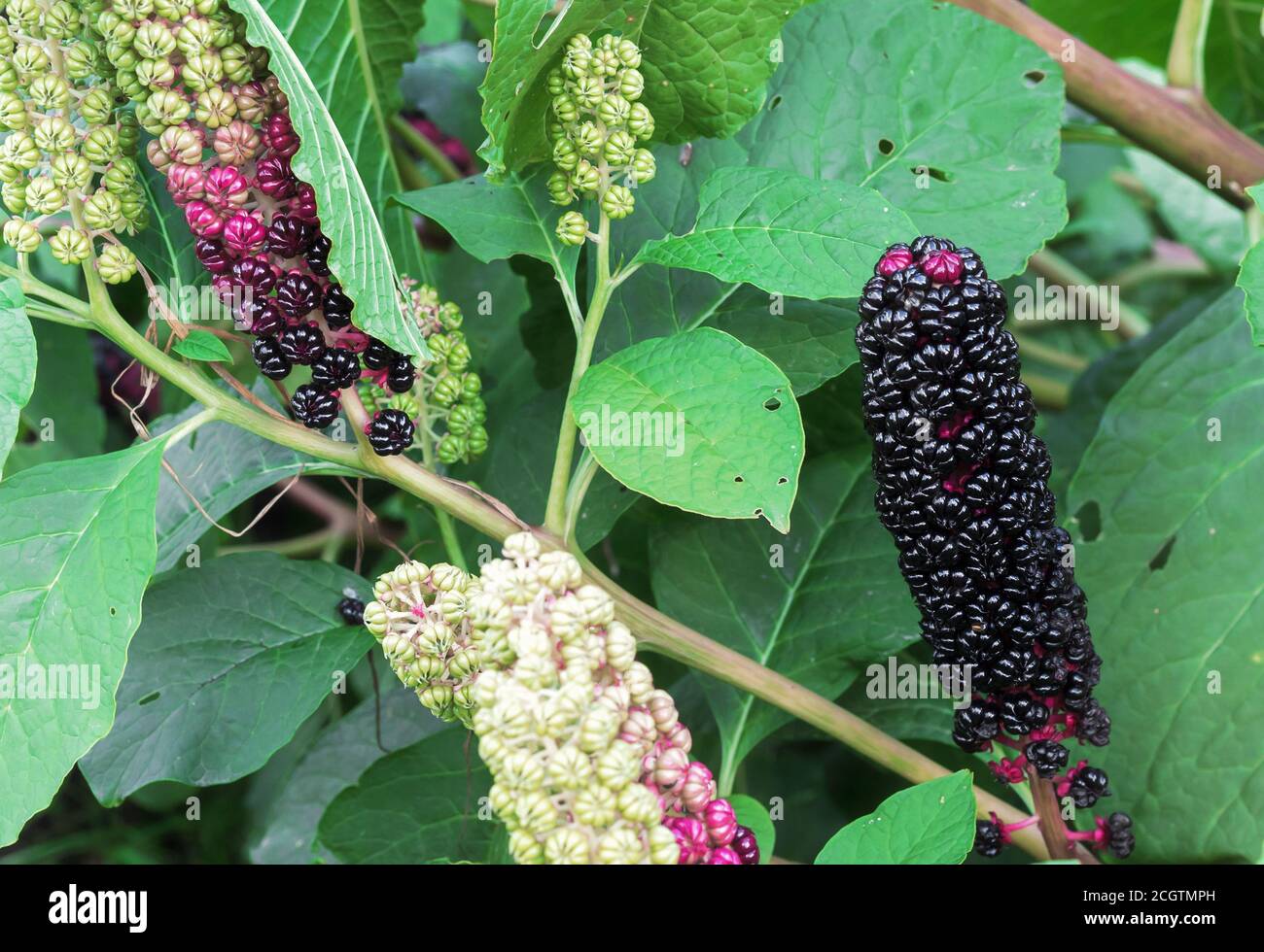 Fruits of Phytolacca americana, also known as the American pokeweed, is a poisonous, herbaceous ...
