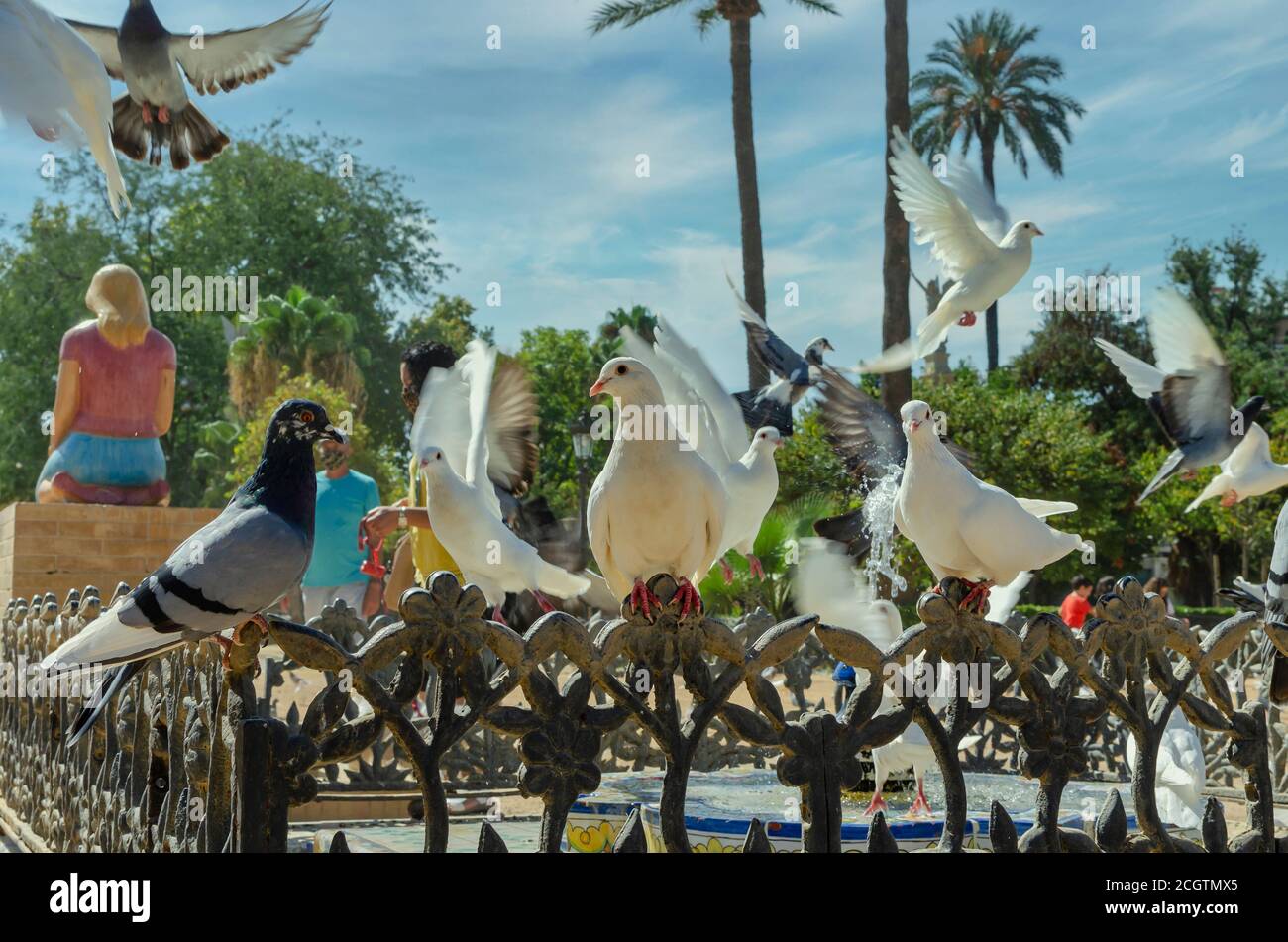 Group of doves hi-res stock photography and images - Alamy