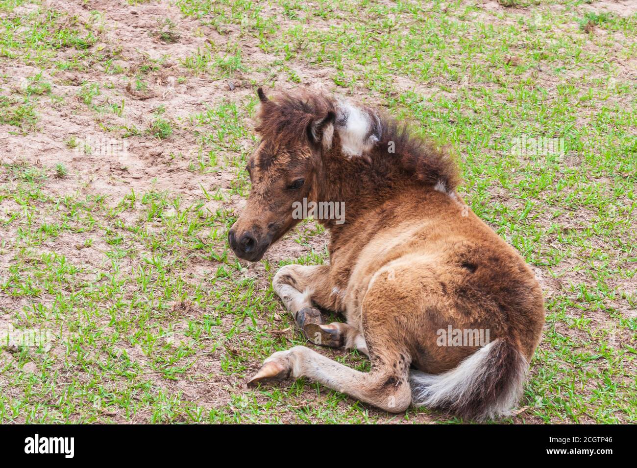Miniature Horse at Monastery in Brenham, Texas, where Poor Clare ...