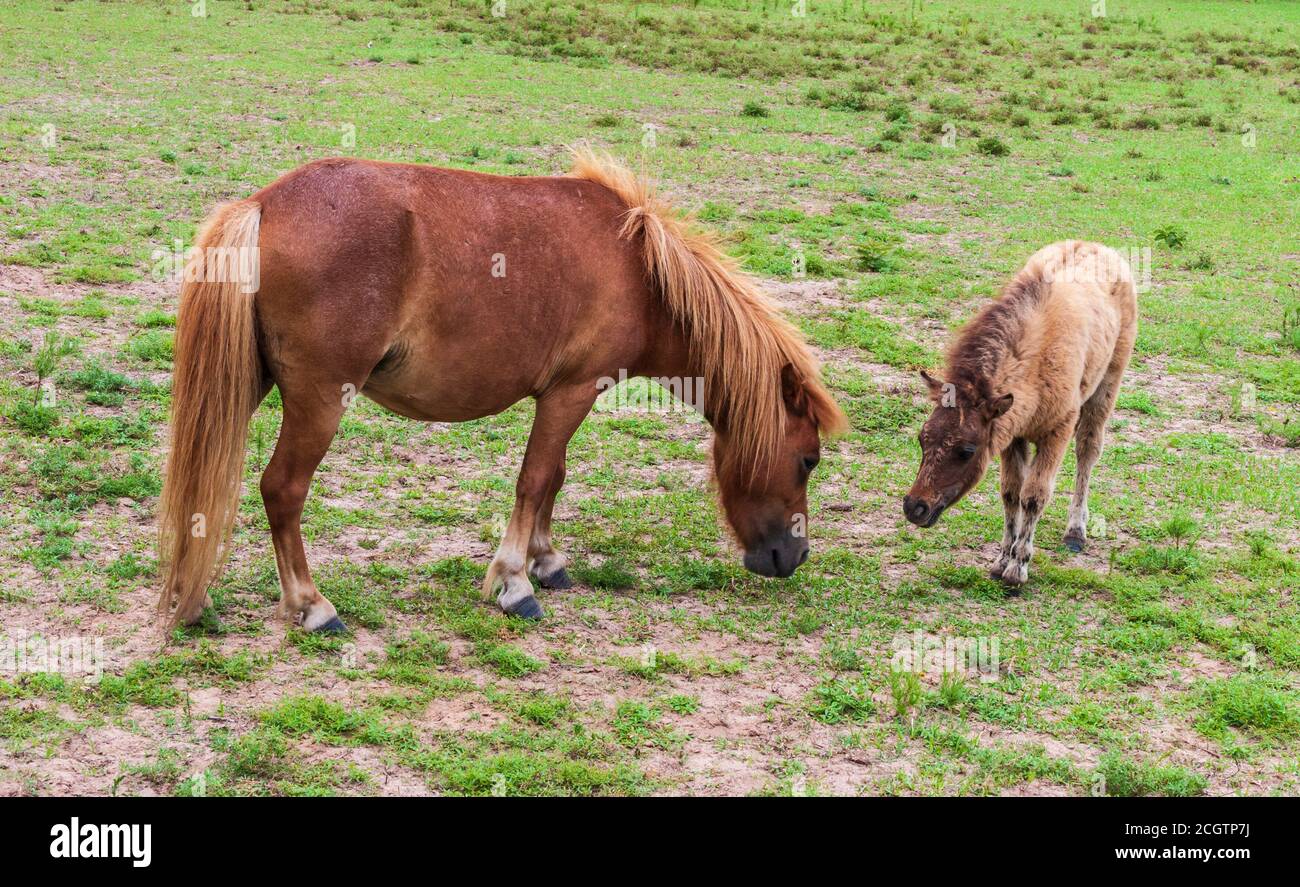 Miniature Horse at Monastery in Brenham, Texas, where Poor Clare ...