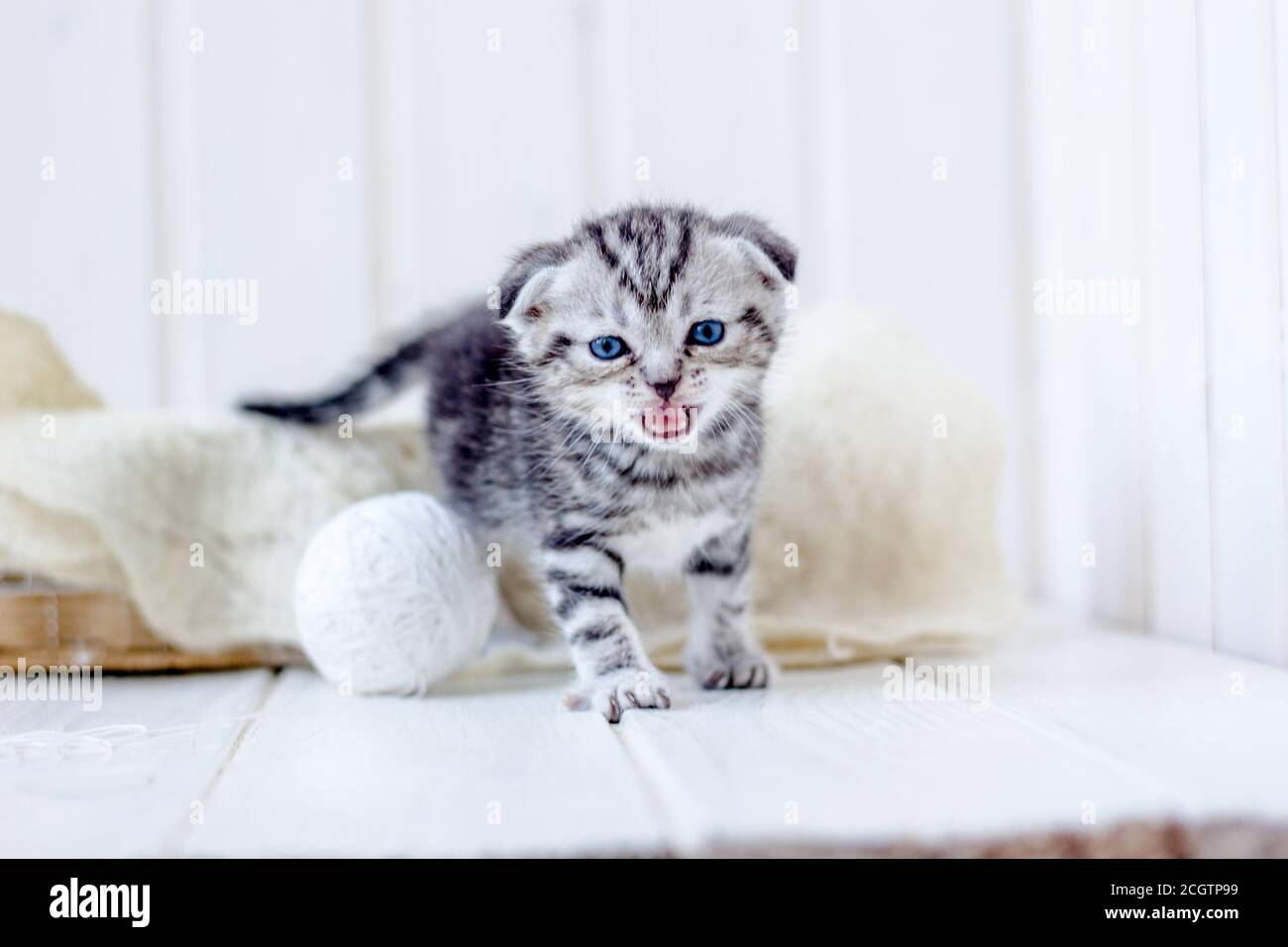 Kitten in basket meow, crying for mother Stock Photo - Alamy