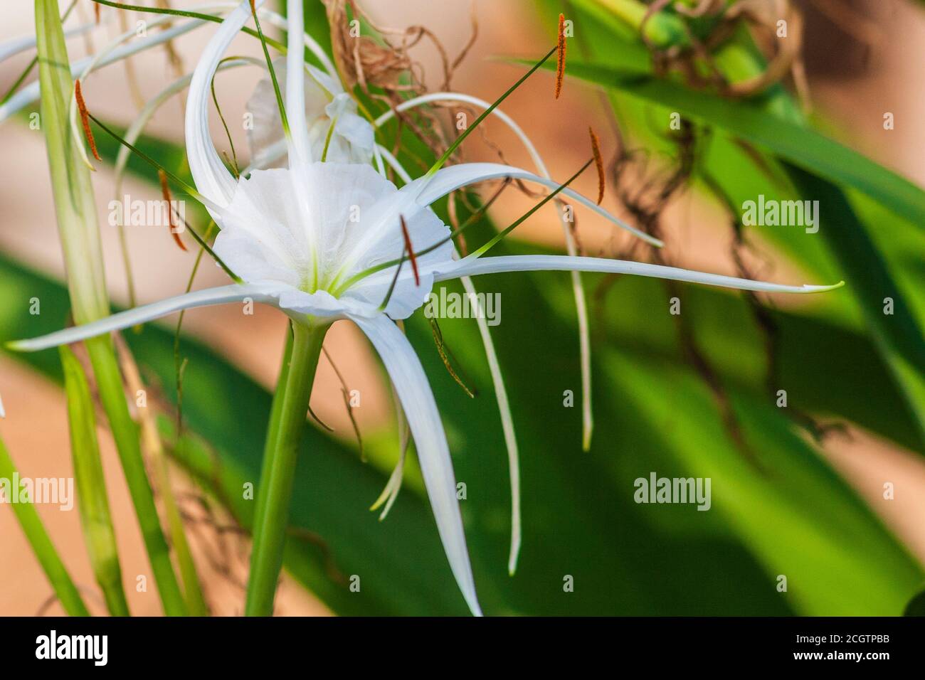 Native texas flower gardens hi-res stock photography and images - Alamy