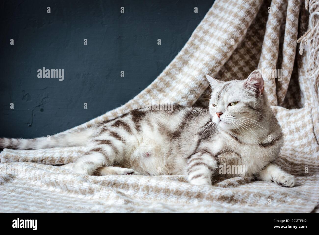 Pregnant cat laying on the fabric textile material Stock Photo - Alamy