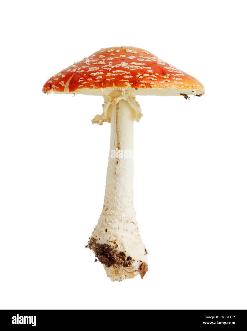 Red with white dots mushroom Cut Out Stock Images & Pictures - Alamy