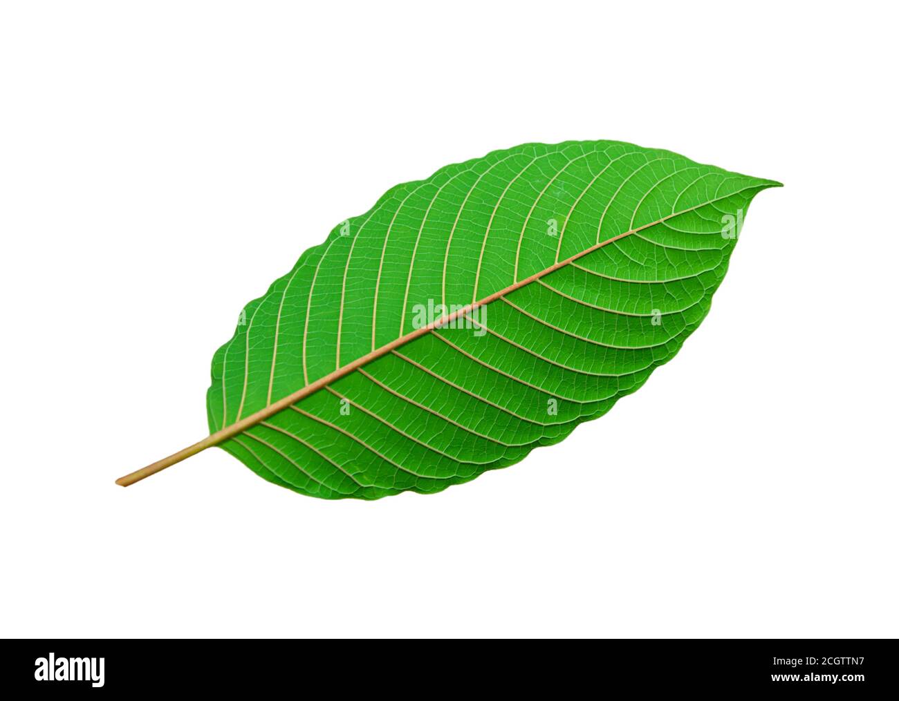 Tropical green leaf isolated on white background, Cottage leaves, Leaf ...
