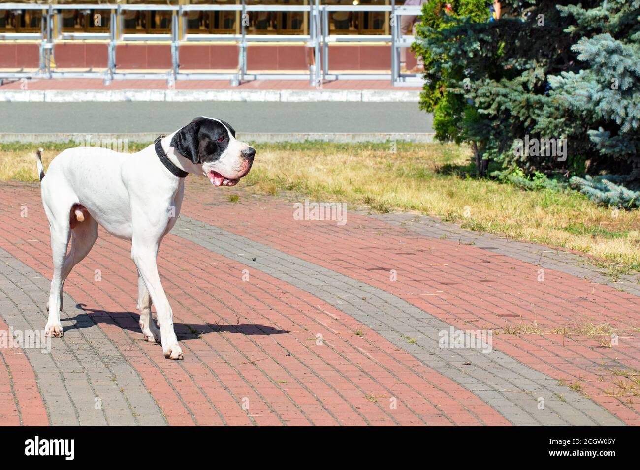 Great Dane walks for a walk in the city park on a bright sunny day ...