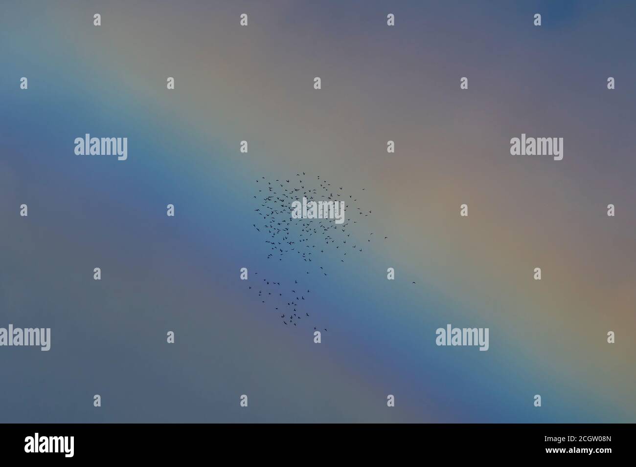 Inside of the Rainbow. European starling murmuration / large flock of ...