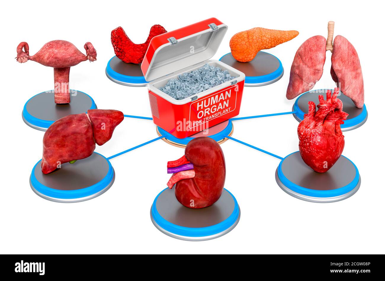 Transplantation organs concept, 3D rendering isolated on white ...