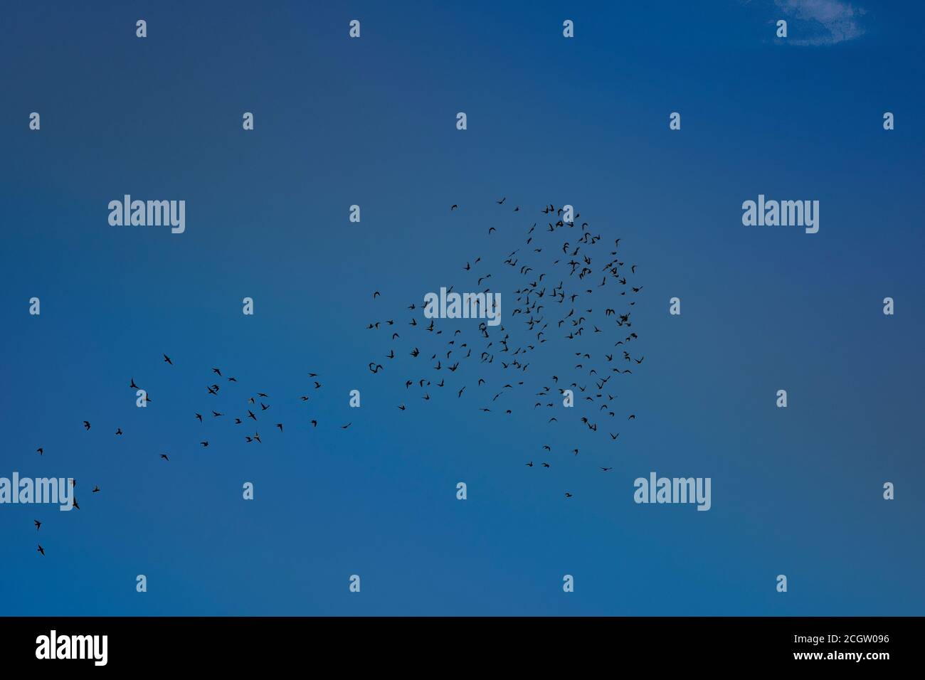 Inside of the Rainbow. European starling murmuration / large flock of ...