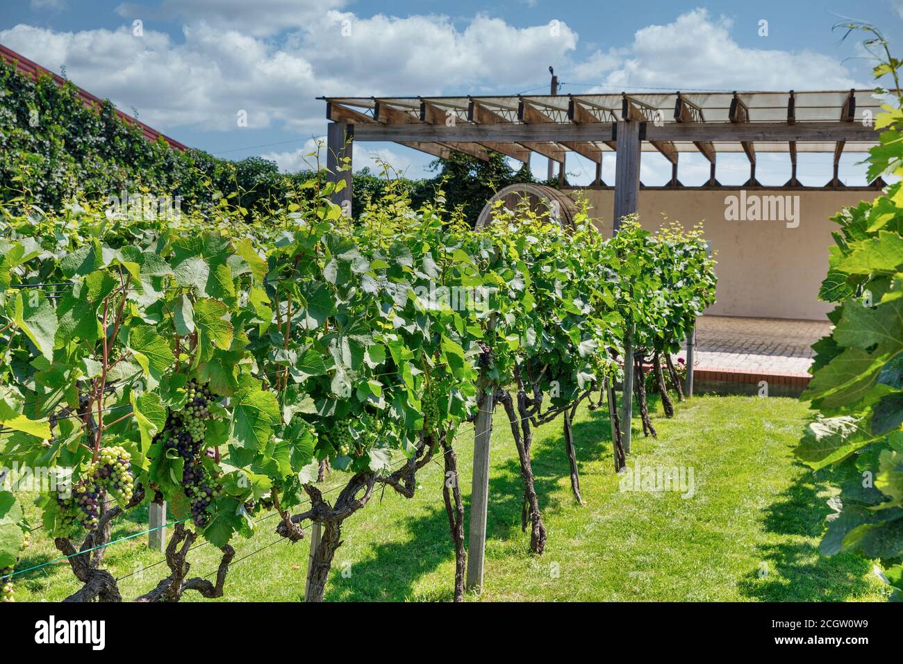 Winery grape garden with different grape varieties closeup Stock Photo ...