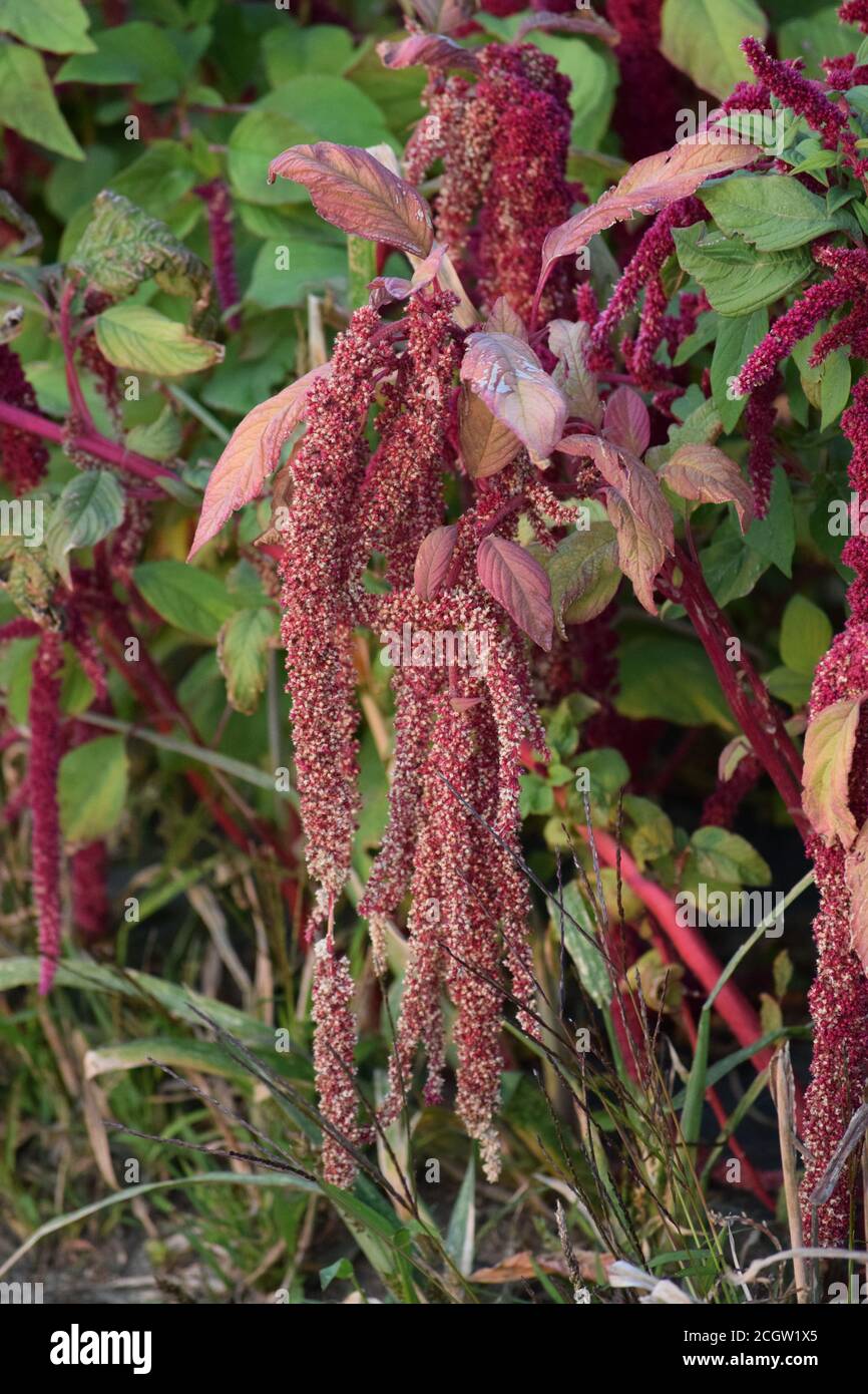 Foxtail amaranth hi-res stock photography and images - Alamy